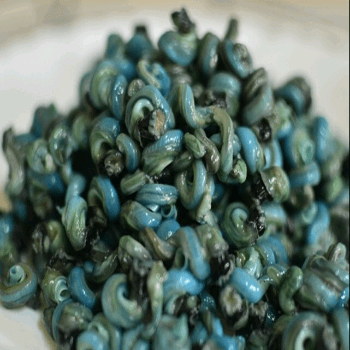 Periwinkle without shell | SmartMarketHub